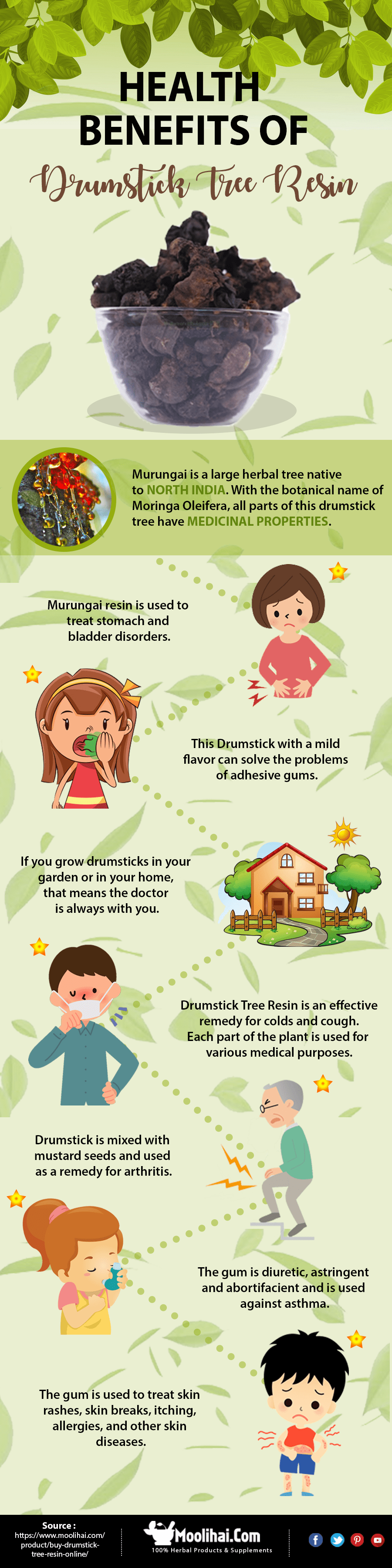 Buy Moringa Resin | Drumstick Tree Resin | Morings Gum - Moolihai