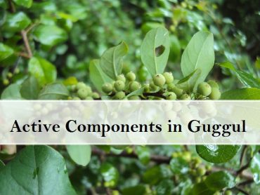 Medicinal Properties and Health Benefits Of Guggul - Moolihai.com