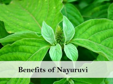 Achyranthes Aspera (Nayuruvi): Health Benefits, Properties & Dosage ...