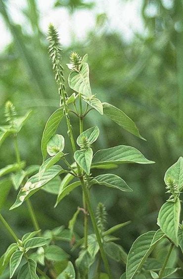 Achyranthes Aspera (Nayuruvi): Health Benefits, Properties & Dosage ...