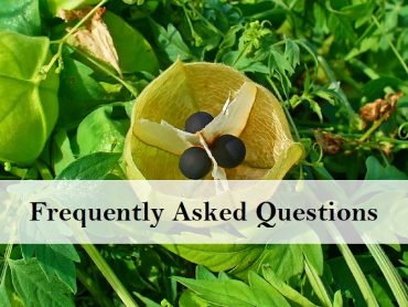 Mudakathan Keerai (Balloon Plant) Medicinal Properties & Health ...