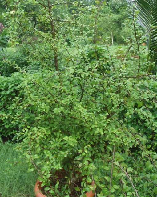 Medicinal Properties and Health Benefits Of Guggul - Moolihai.com