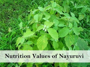 Achyranthes Aspera (Nayuruvi): Health Benefits, Properties & Dosage ...