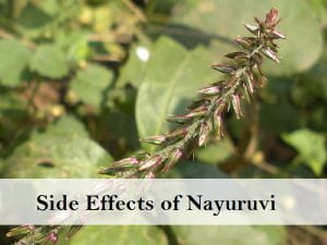 Achyranthes Aspera (Nayuruvi): Health Benefits, Properties & Dosage ...