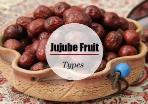 12 Evidence Based Health Benefits Of Jujube Fruit (Ber) - Moolihai.com