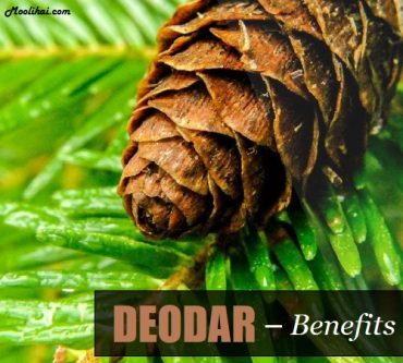 15 Health Benefits Of Deodar (Devadaru / Cedrus Deodara) - Moolihai.com