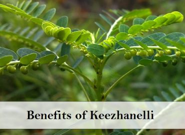 Keezhanelli- Bhumi Amla (Phyllanthus Niruri) | Health Benefits, Dosage ...
