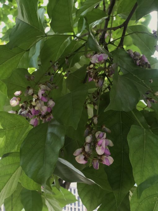 Punga Poo - Pongamia Pinnata: Benefits, Uses & Side Effects - Moolihai ...