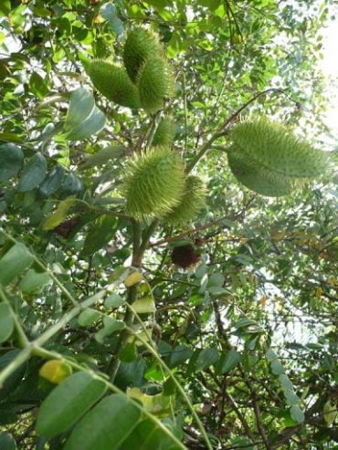 Bonduc Nut (Caesalpinia Bonducella) - Health Benefits, Uses & Side ...