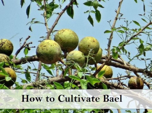 Bael: Health Benefits, Ayurvedic Uses, Side Effects & Nutrition Facts ...