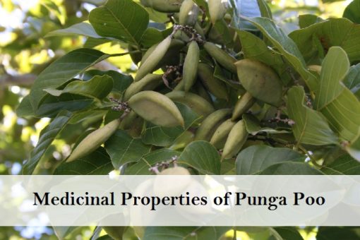 Punga Poo - Pongamia Pinnata: Benefits, Uses & Side Effects - Moolihai ...