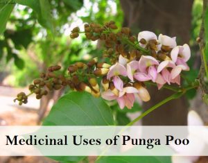 Punga Poo - Pongamia Pinnata: Benefits, Uses & Side Effects - Moolihai ...
