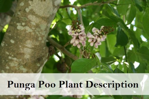 Punga Poo - Pongamia Pinnata: Benefits, Uses & Side Effects - Moolihai ...