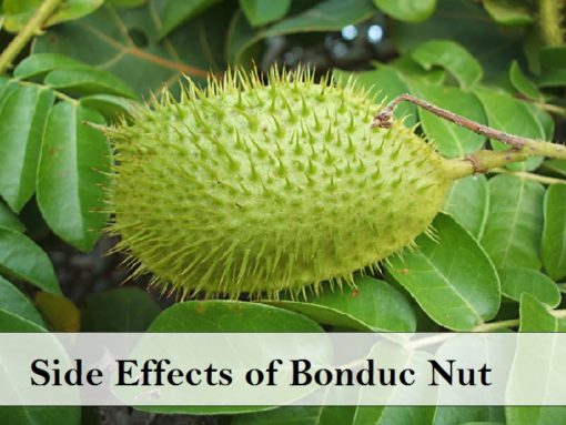 Bonduc Nut (Caesalpinia Bonducella) - Health Benefits, Uses & Side ...