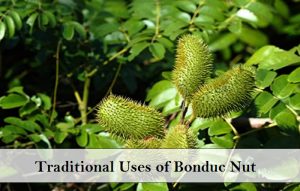 Bonduc Nut (Caesalpinia Bonducella) - Health Benefits, Uses & Side ...
