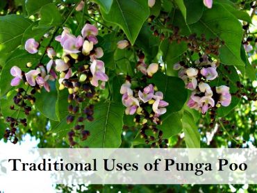 Punga Poo - Pongamia Pinnata: Benefits, Uses & Side Effects - Moolihai ...