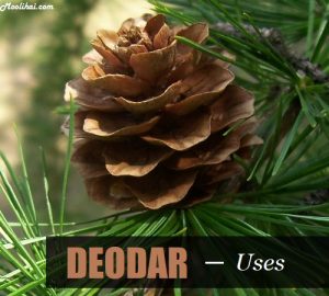 15 Health Benefits Of Deodar (Devadaru / Cedrus Deodara) - Moolihai.com