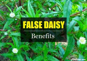 Amazing Facts & Health Benefits Of False Daisy | Bhringraj - Moolihai