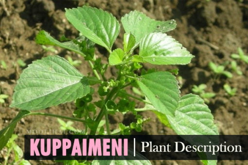 Uses & Health Benefits Of Kuppaimeni | Acalypha Indica - Moolihai.com